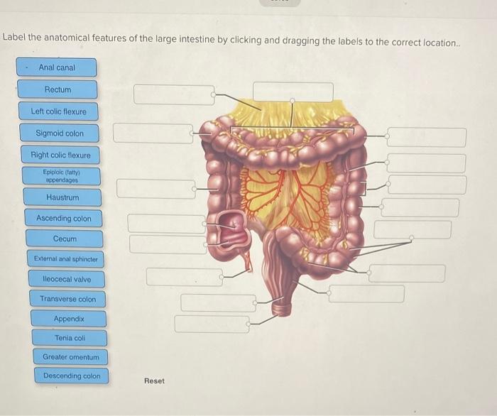 Solved Label the structures of the larynx lateral view by | Chegg.com