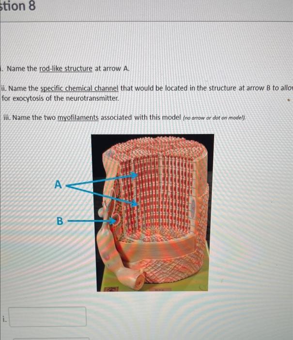 Solved stion 8 Name the rod-like structure at arrow A. ii. | Chegg.com