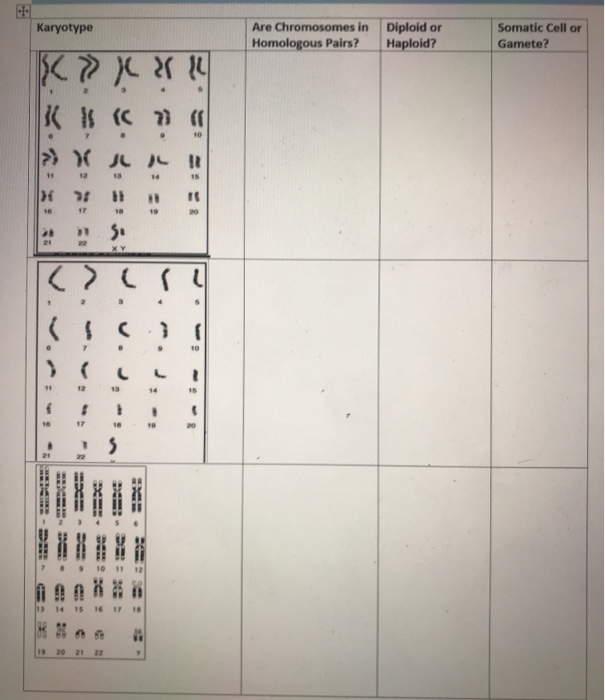 Solved Karyotype Are Chromosomes in Homologous Pairs? | Chegg.com