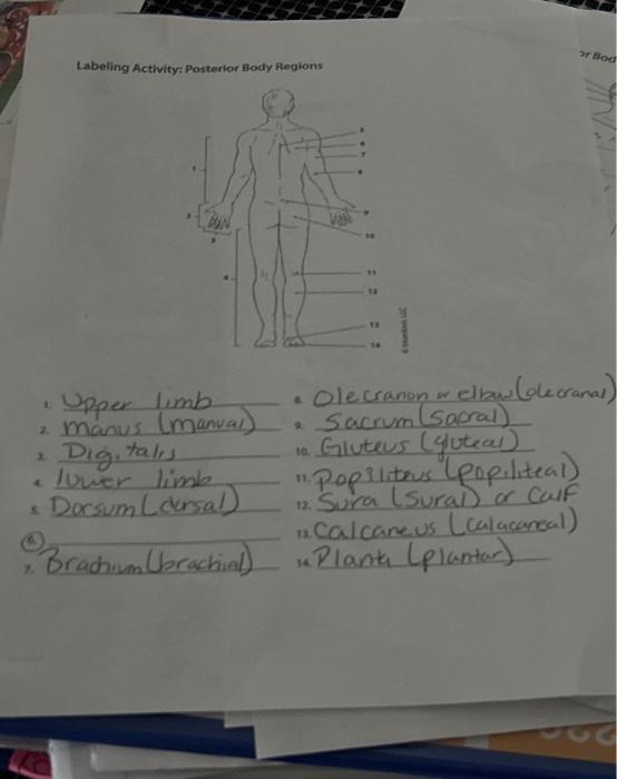 Solved Labeling Activity: Posterior Body Regions. is this | Chegg.com