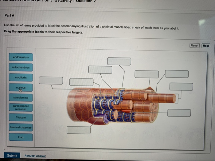 Solved Part A Use the list of terms provided to label the | Chegg.com