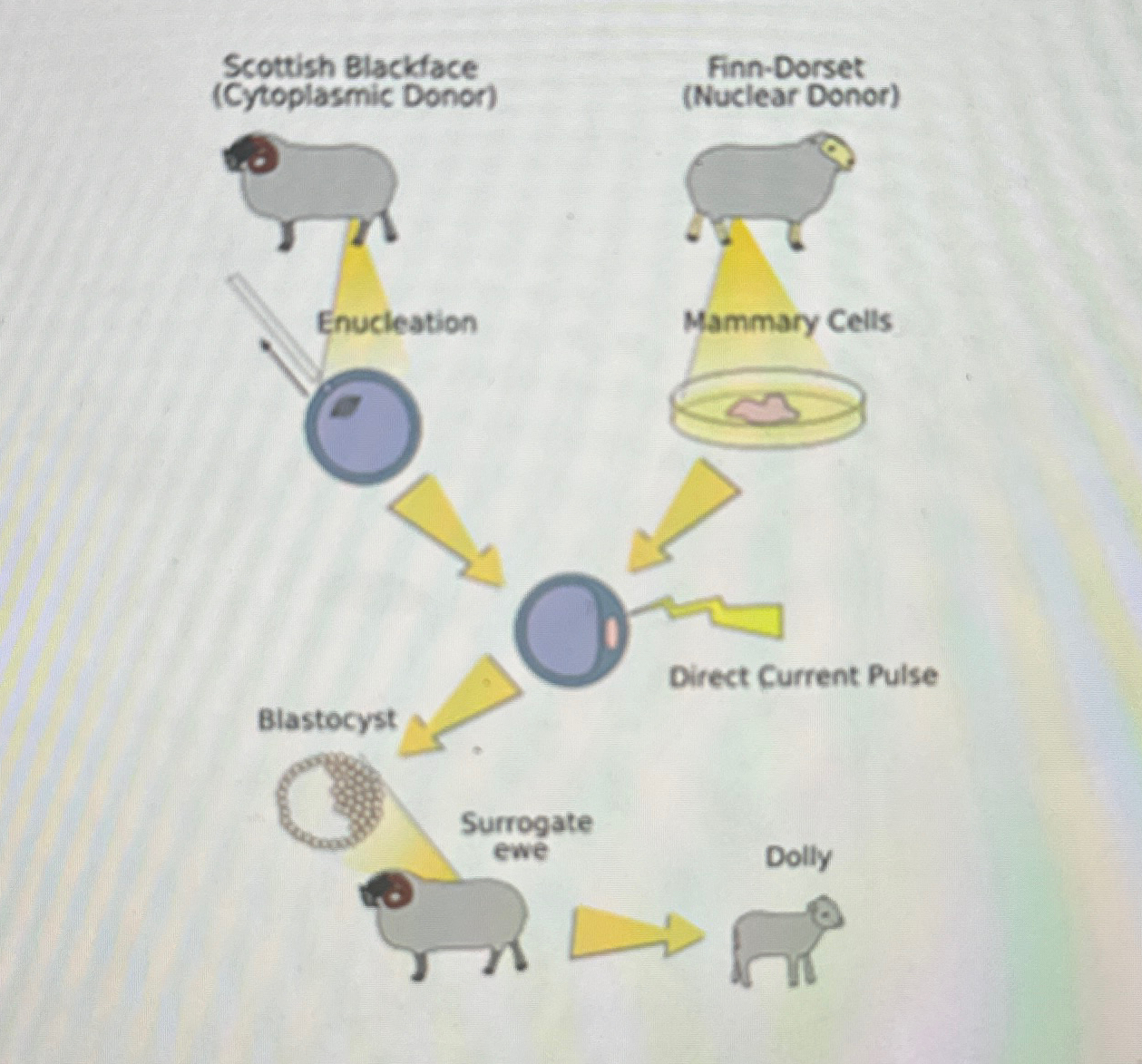 Solved Looking at the figure to the left, discuss (at the | Chegg.com