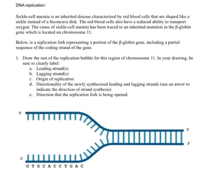 Solved DNA replication: Sickle-cell anemia is an inherited | Chegg.com