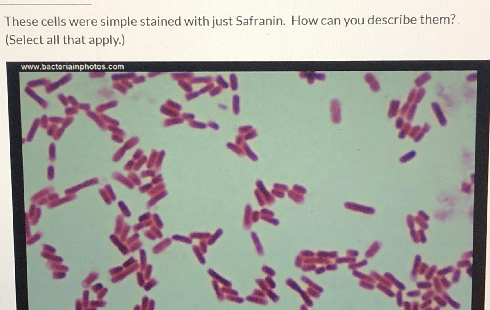 Solved These cells were simple stained with just Safranin. | Chegg.com