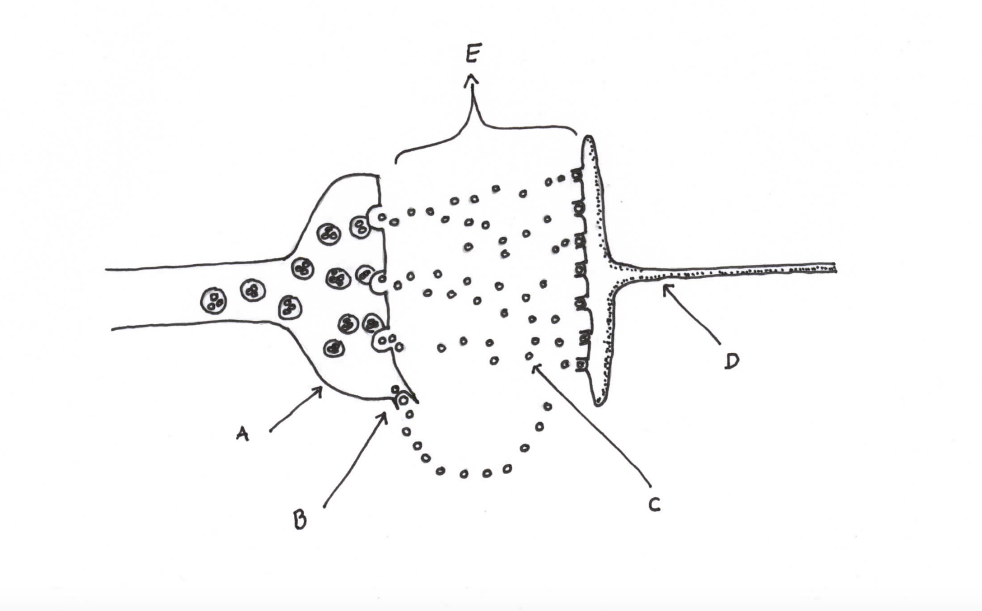 Solved Fill in the blank A-E of the synapse | Chegg.com