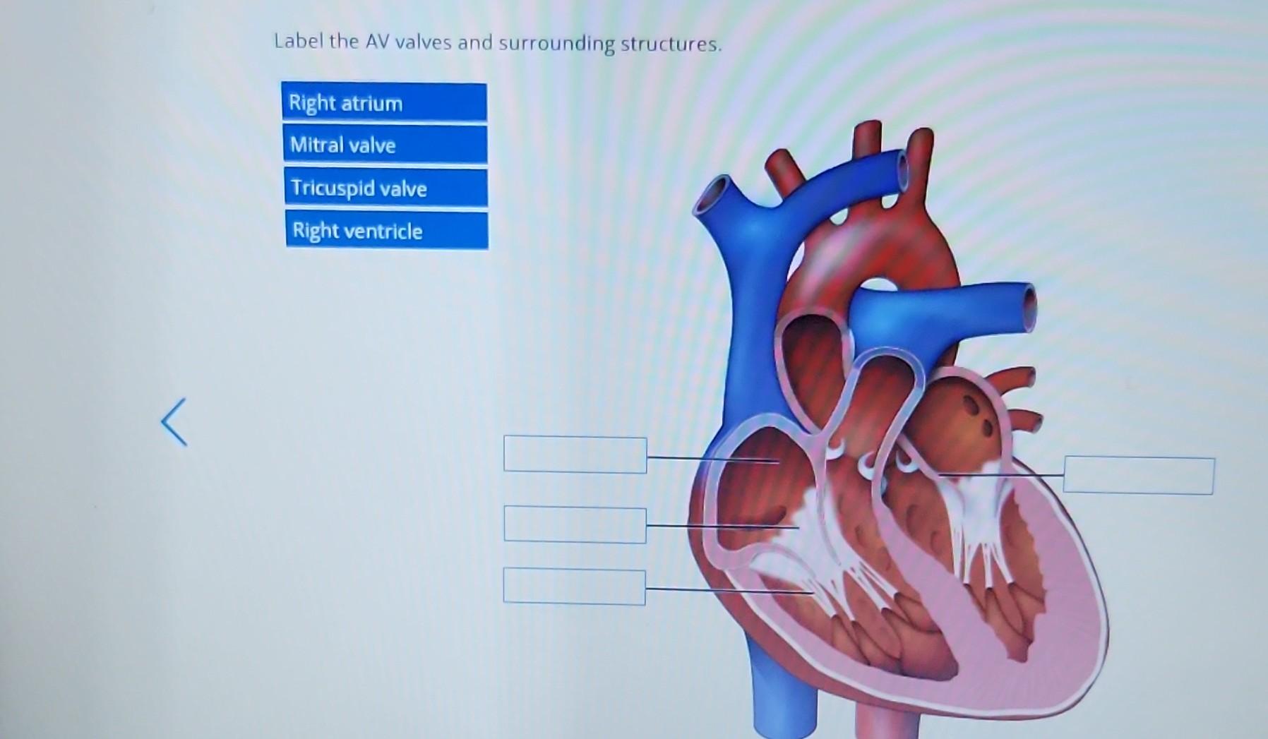 Solved Label the AV valves and surrounding structures. | Chegg.com