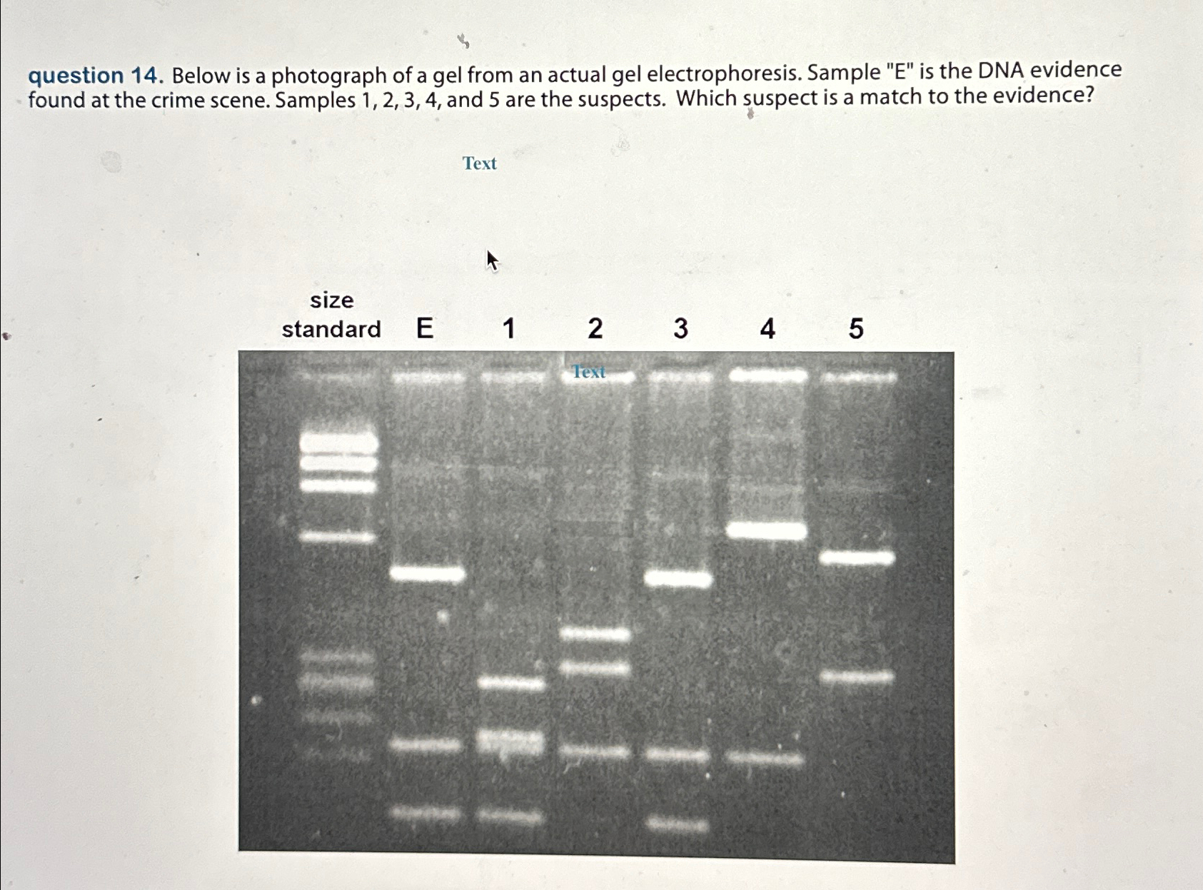 Solved question 14. ﻿Below is a photograph of a gel from an | Chegg.com