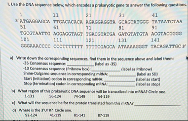 Solved Use the DNA sequence below, which encodes a | Chegg.com