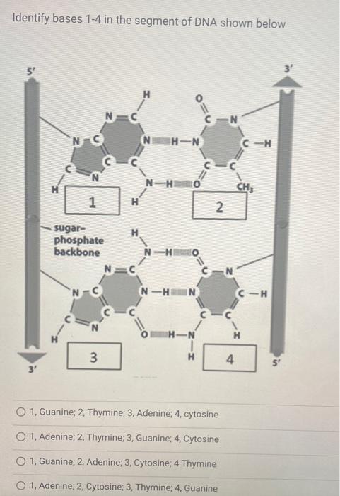 Solved Identify bases 1-4 in the segment of DNA shown below | Chegg.com