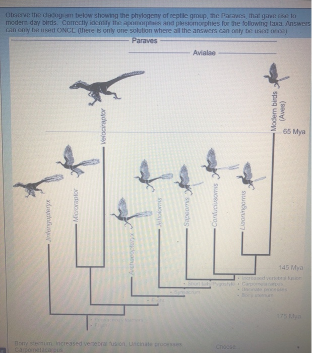 Solved Observe the cladogram below showing the phylogeny of | Chegg.com