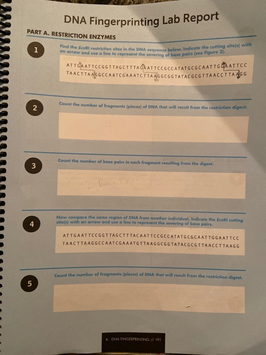 Solved DNA Fingerprinting Lab Report PART A. RESTRICTION | Chegg.com