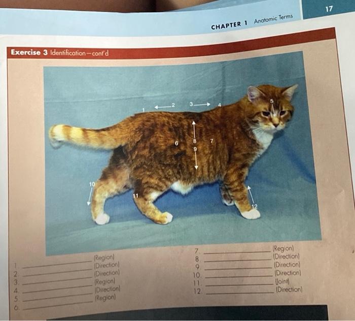 Solved 17 Anatomic Terms CHAPTER 1 Exercise 3 | Chegg.com