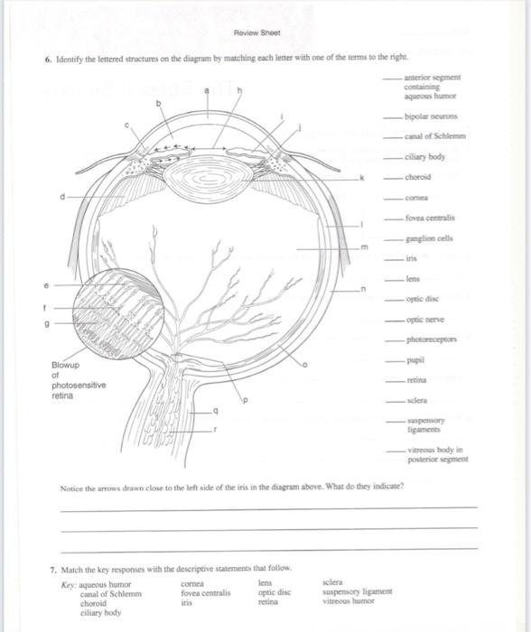 Solved The Eye and Vision: Anatomy 1. Several accessory cye | Chegg.com