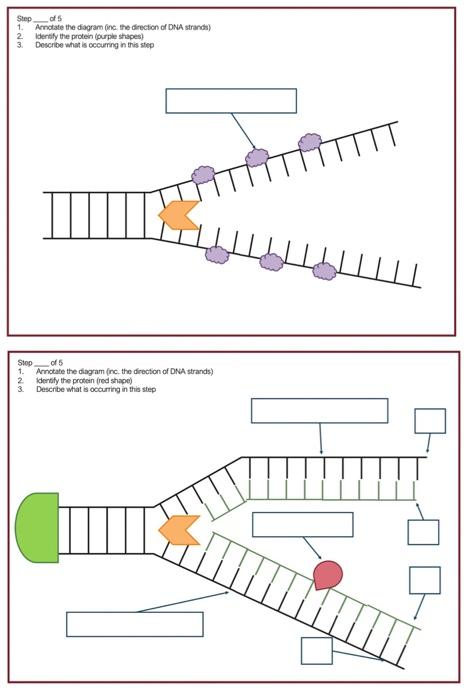 [Solved]: 1. A) Annotate the schematic of a gene B) Co