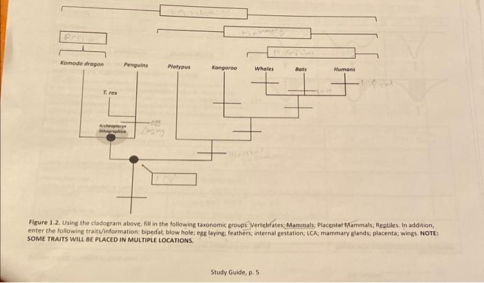 Figure 1.2. Using the cladogram above, fill in the | Chegg.com