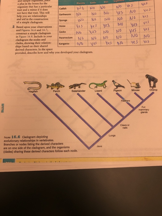 Solved Procedure 1 A Simple Cladogram Ladograms can become | Chegg.com