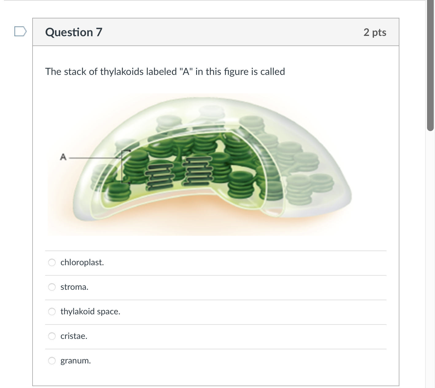 Solved Question 7 2 ﻿pts The stack of thylakoids labeled "A" | Chegg.com