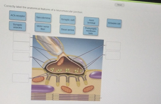 Solved Correctly Label The Anatomical Features Of A