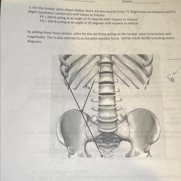 Solved 1. For the lumbar spine shown below, there are two | Chegg.com