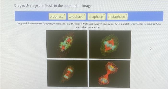 Solved Drag each stage of mitosis to the appropriate image. | Chegg.com