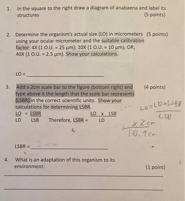 1. In the square to the right draw a diagram of | Chegg.com