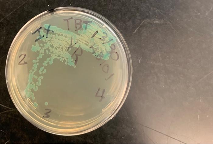 Solved Table 5. Colony counting data. Plate #Blue Colonies # | Chegg.com