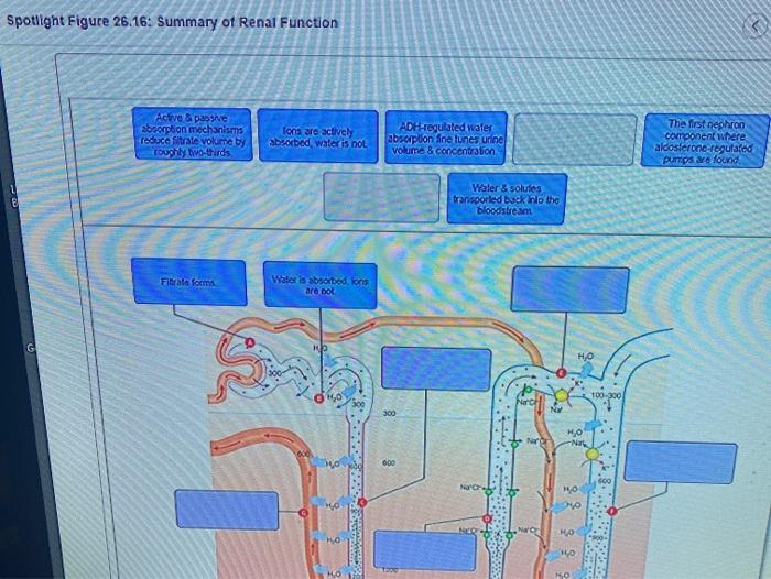 Solved Spotlight Figure 26.16: Summary of Renal Function | Chegg.com