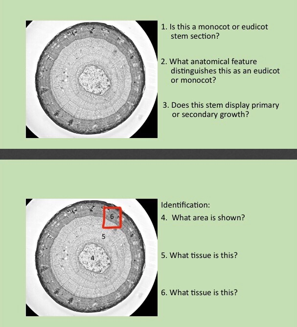 Solved 1. Is this a monocot or eudicot stem section? 2. What | Chegg.com