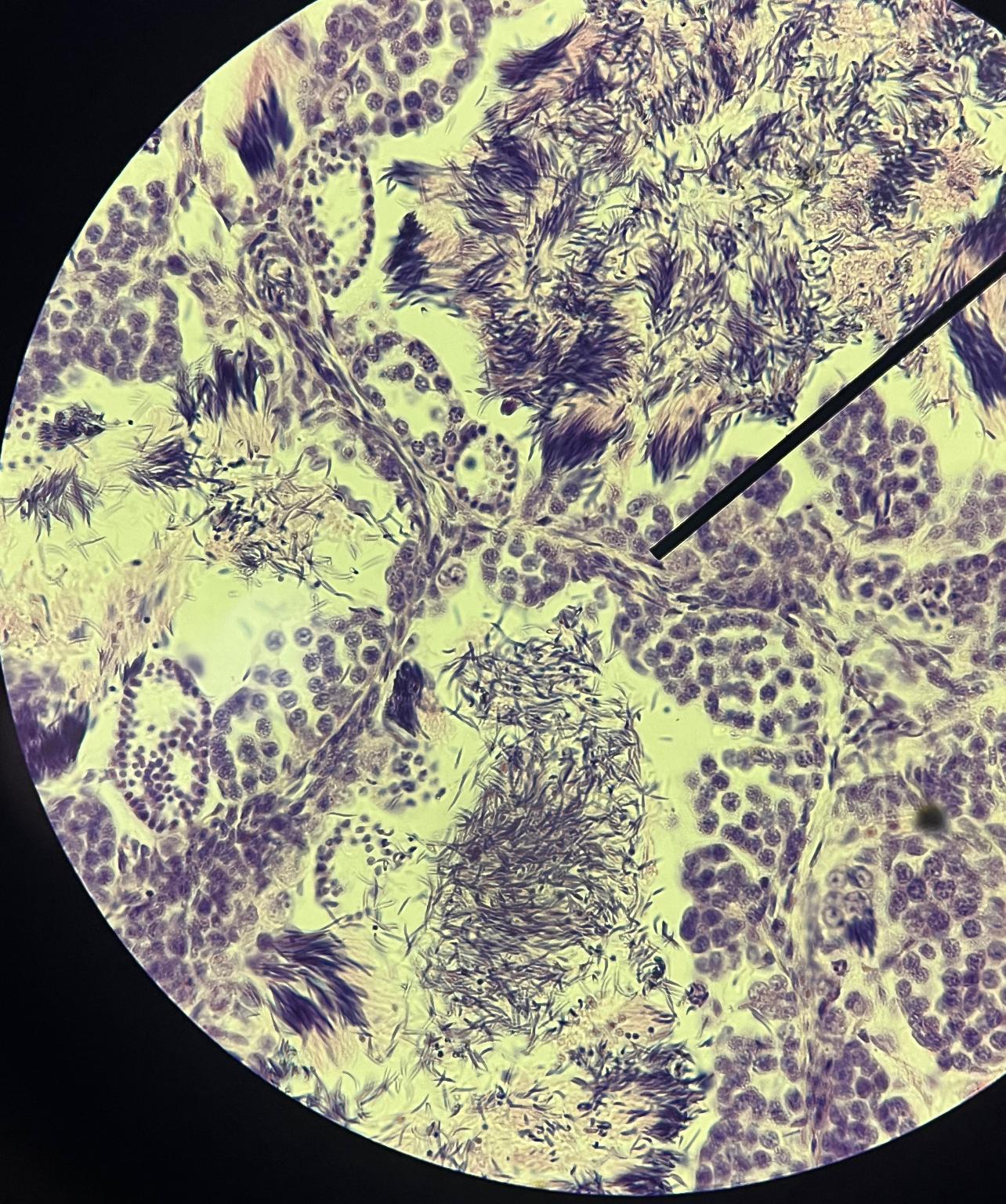 Solved Label this picture and specime of frog testes draw | Chegg.com