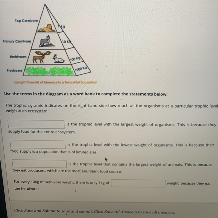 Solved Top Carnivore ng Primary Carnivore 10 KS Herbivores | Chegg.com