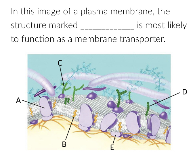 Solved In this image of a plasma membrane, the structure | Chegg.com