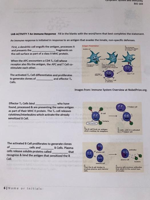 Solved and immunity BIO 169 LAB ACTIVITY 7 An Immune | Chegg.com