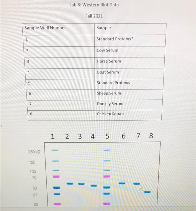 Lab 8: Western Blot Data Fall 2021 Sample Well Number | Chegg.com