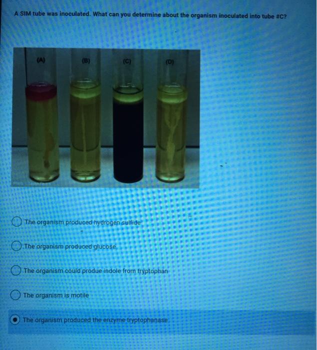 Solved A SIM tube was inoculated. What can you determine | Chegg.com