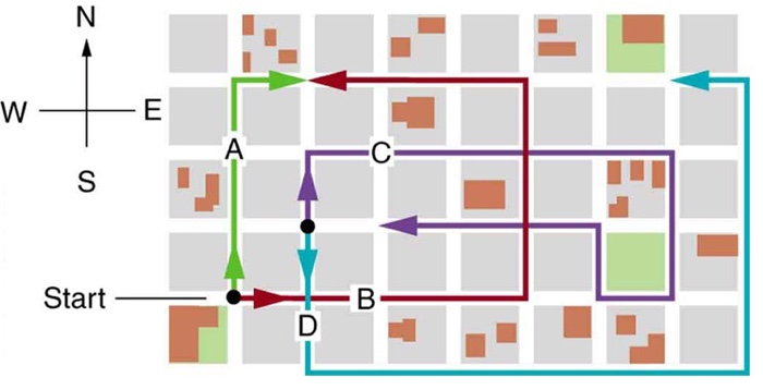 Solved: The Various Lines Represent Paths Taken By Differe... | Chegg.com