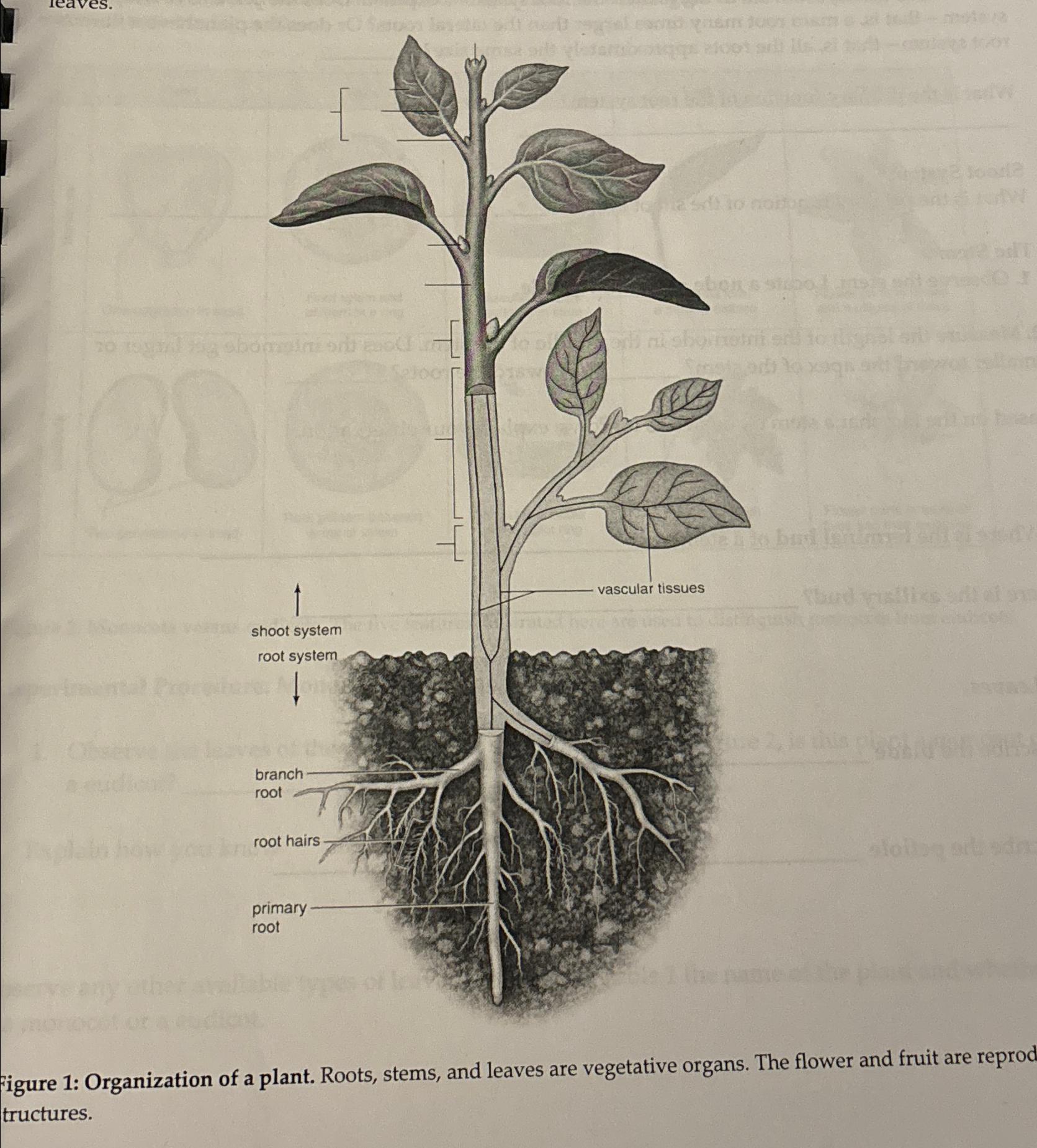 Solved Figure 1: Organization of a plant. Roots, stems, and | Chegg.com
