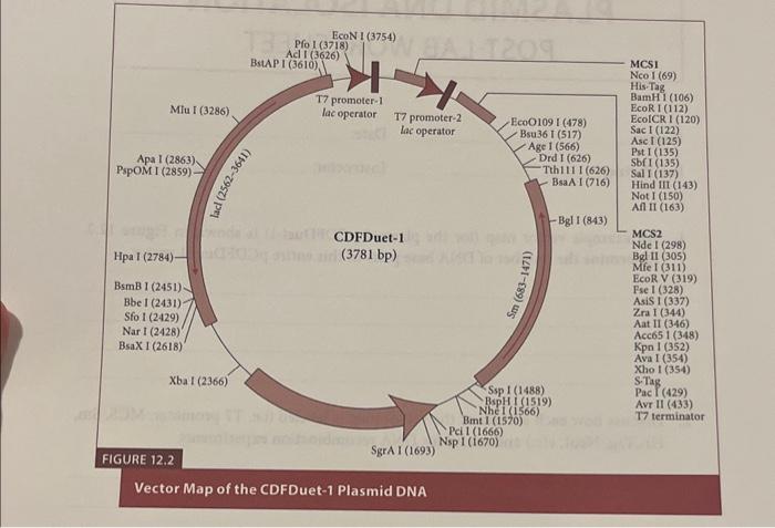 Solved An example vector map (for the plasmid pCDFDuet-1) is | Chegg.com