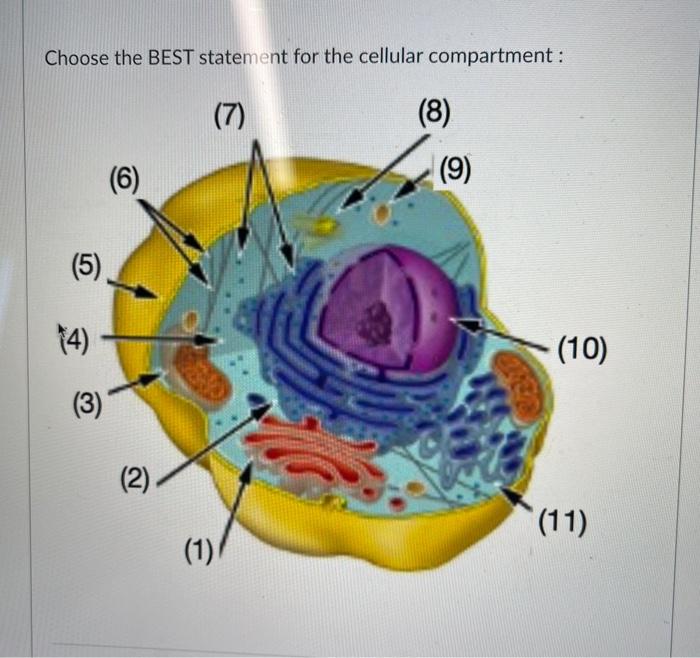 Solved Choose the BEST statement for the cellular | Chegg.com