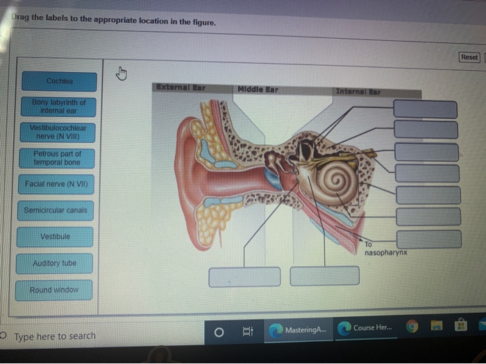 Solved Drag the labels to the appropriate location in the | Chegg.com