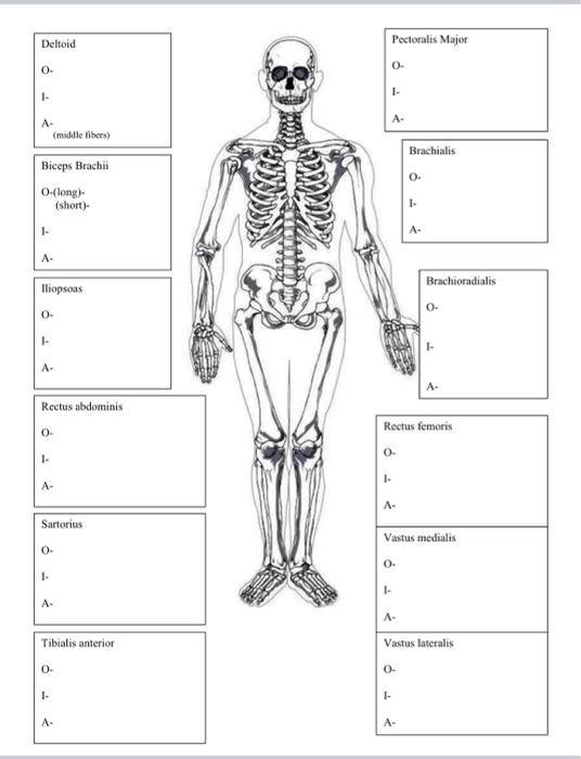 Solved Muscular System Assignment Remember that skeletal | Chegg.com