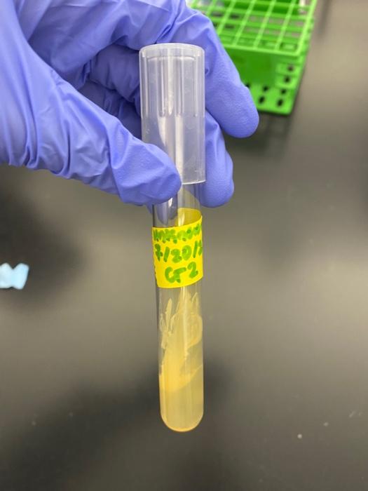 Lab 10: Identification Of An Unknown Bacterial | Chegg.com