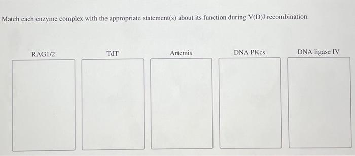 Solved Cleaves the hairpin loop formed after a single-strand | Chegg.com