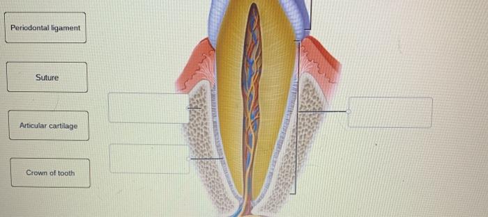 Solved Gomphosis Structure Label the parts of a gomphosis. | Chegg.com
