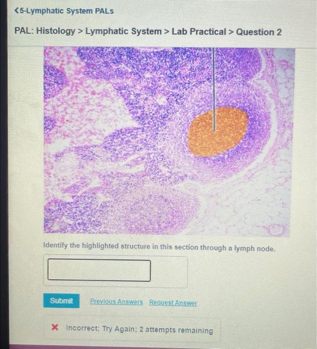 Solved C5-Lymphatic System PALs PAL: Histology > Lymphatic | Chegg.com Solved C5-Lymphatic System PALs PAL: Histology > Lymphatic | Chegg.com