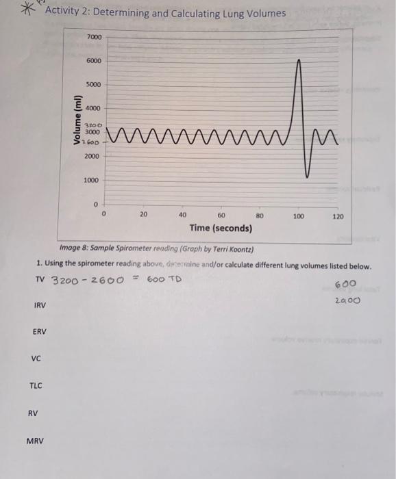Solved Activity 2: Determining and Calculating Lung Volumes | Chegg.com