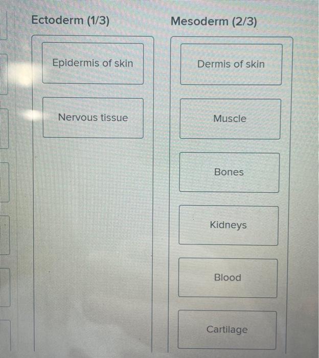 Solved Classify each structure with the germ layer from | Chegg.com