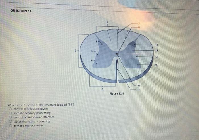 Solved QUESTION 7 12 13 14 15 10 11 Figure 12-1 Identify the | Chegg.com
