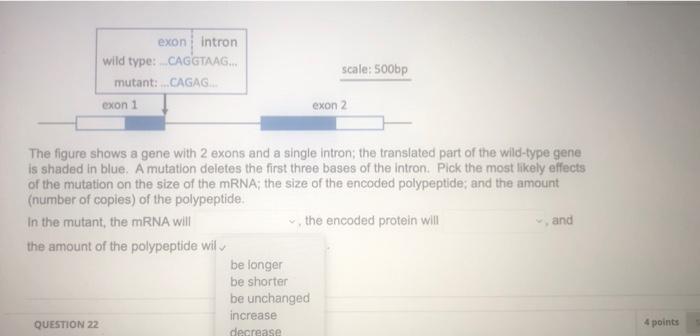 The figure shows a gene with 2 exons and a single | Chegg.com