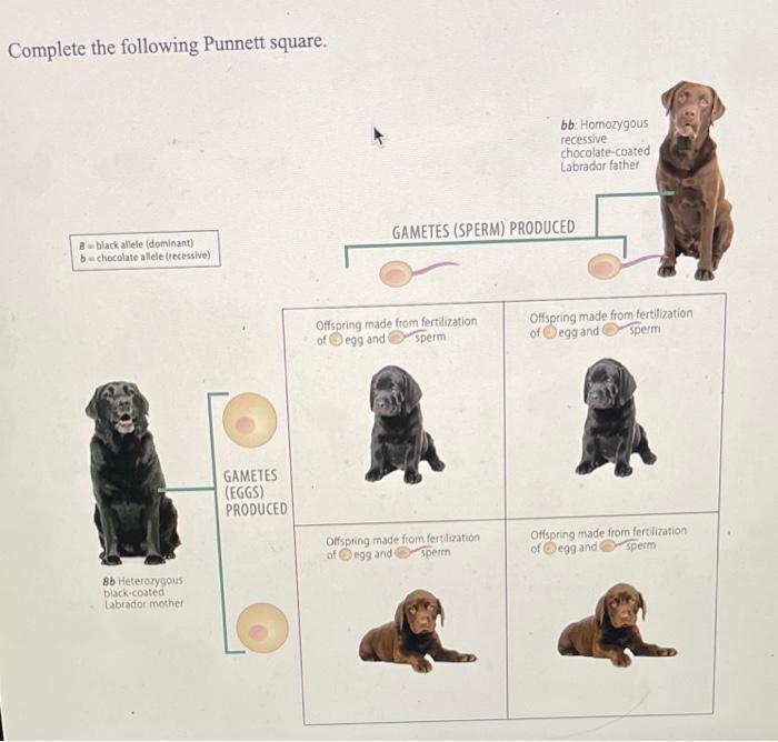 Solved Complete the following Punnett square. bb: Homozygous | Chegg.com