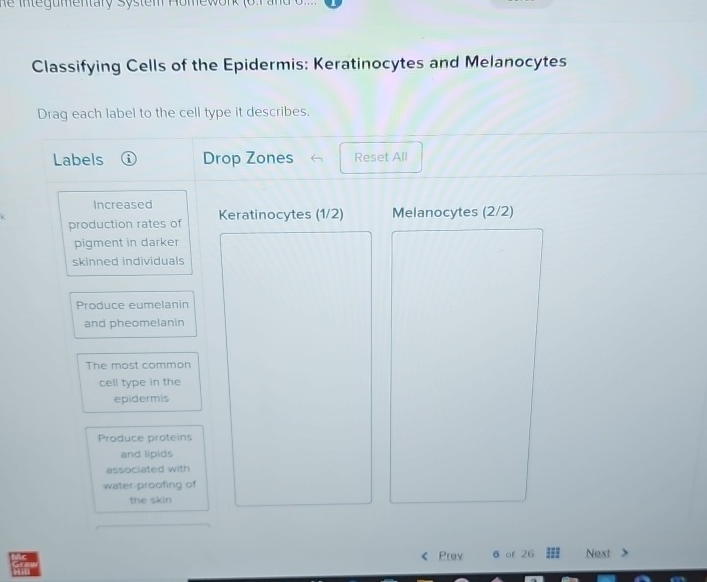 Solved Classifying Cells of the Epidermis: Keratinocytes and | Chegg.com